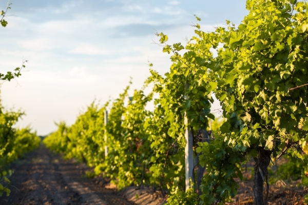 25 x 25 Retrospectiva y Futuro de la D.O. Bizkaiko Txakolina | UIK